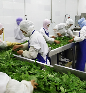 Chinese Herbs, Herbal Extract, Herbal Tea - Drotrong